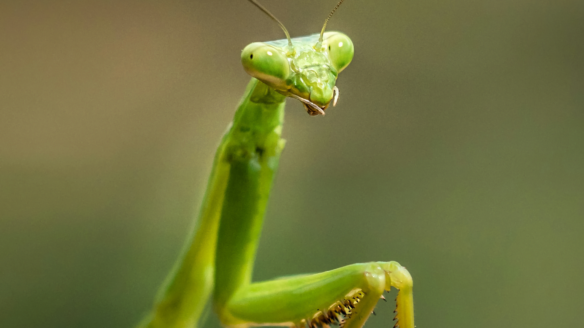 Sharptree | Blog | Using IntelliJ to remote debug Maximo and Manage.