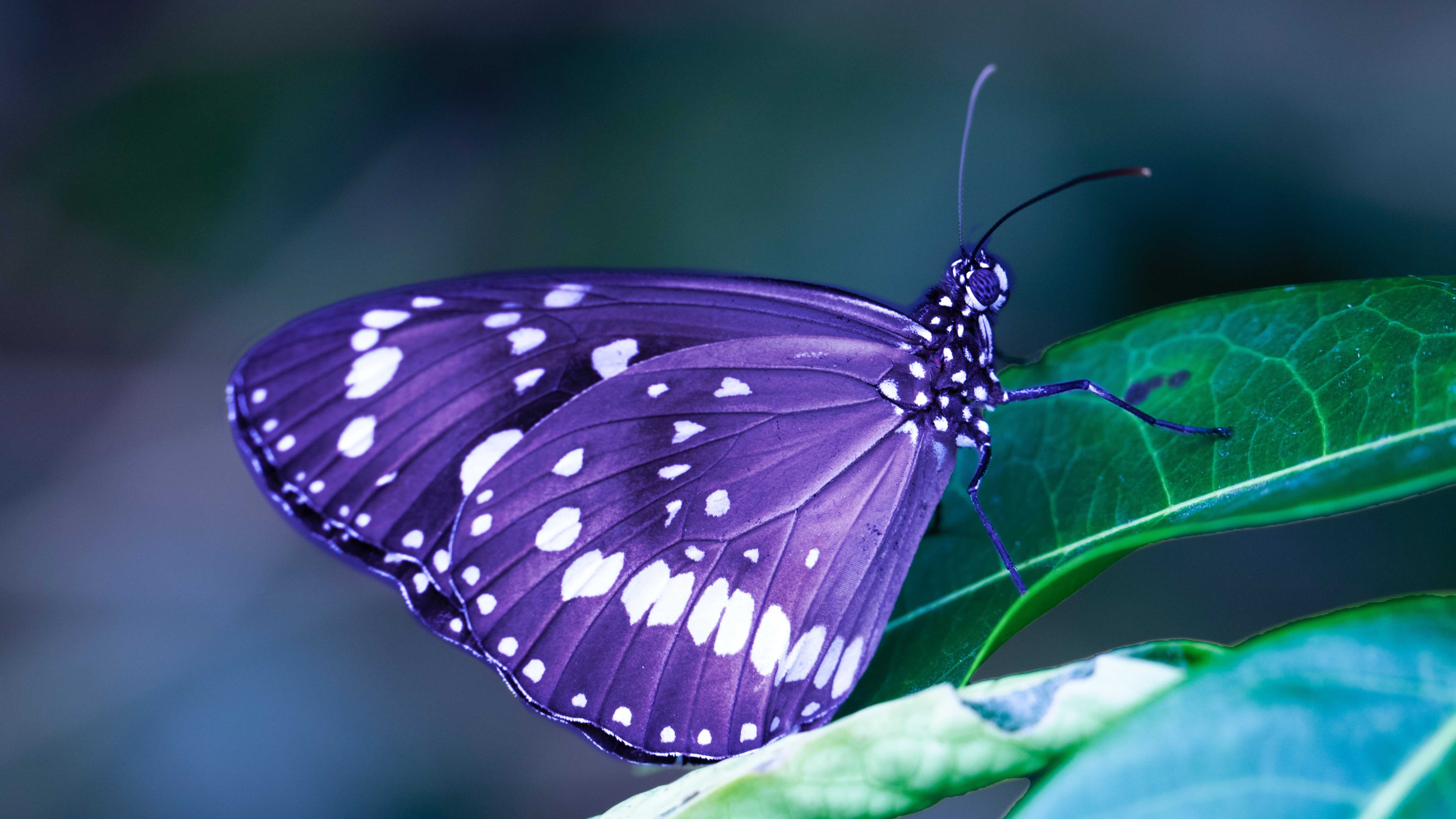 Sharptree | Solutions | Mobile Reimagined